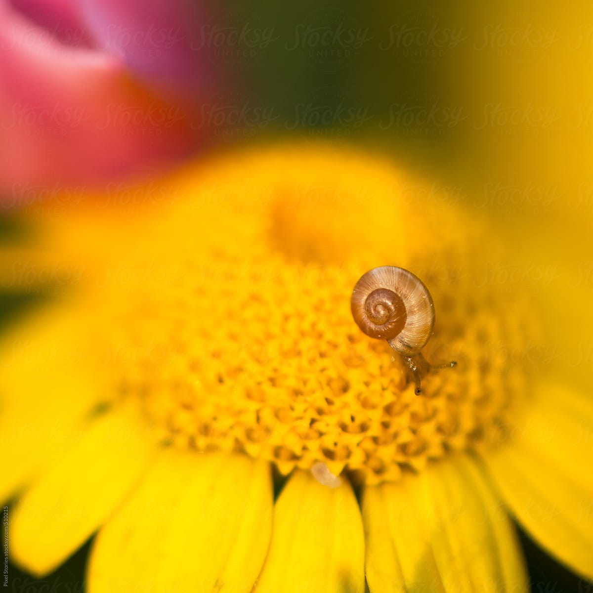 "Tiny Snail On Daisy Flower" by Stocksy Contributor "Pixel Stories ...
