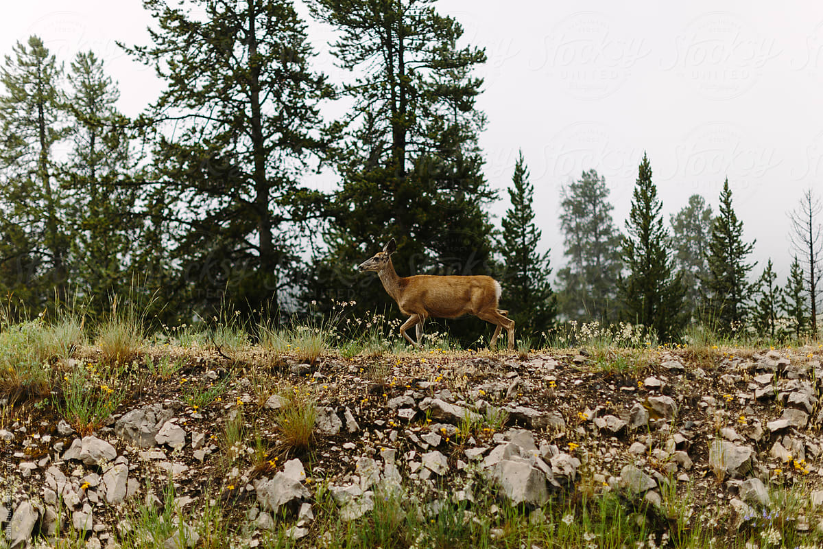 "Deer Walking In Forest" by Stocksy Contributor "Leah Flores" - Stocksy