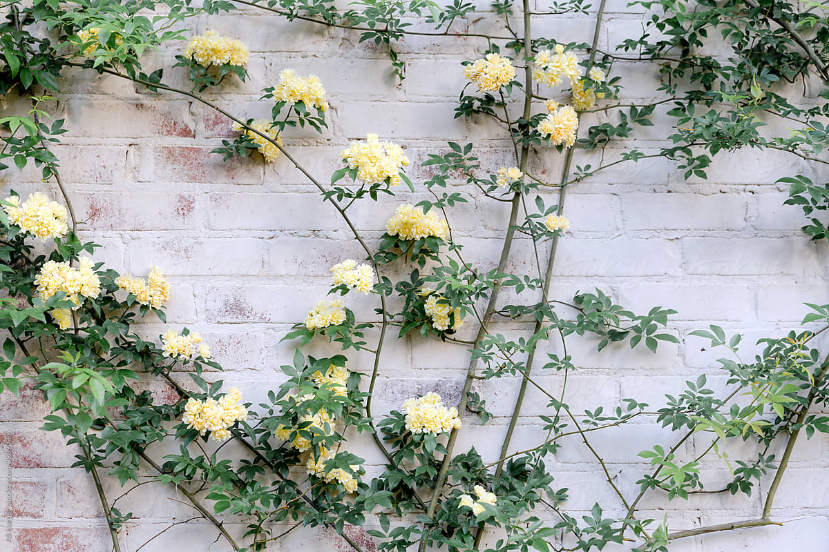 Yellow Climbing Vine With Flowers 4 LIVE PLANTS YELLOW JASMINE