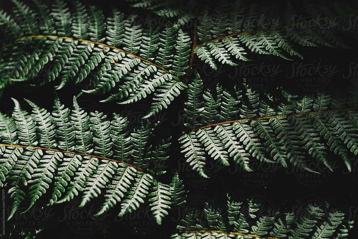 "Fern Leaves From Above" by Stocksy Contributor "Jess Lewis" - Stocksy