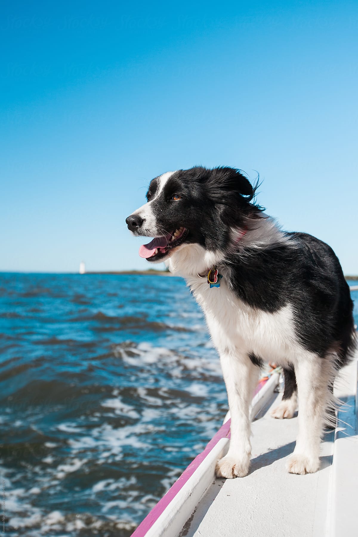"Border Collie Dog Enjoying A Boat Trip" by Stocksy Contributor "Rowena ...