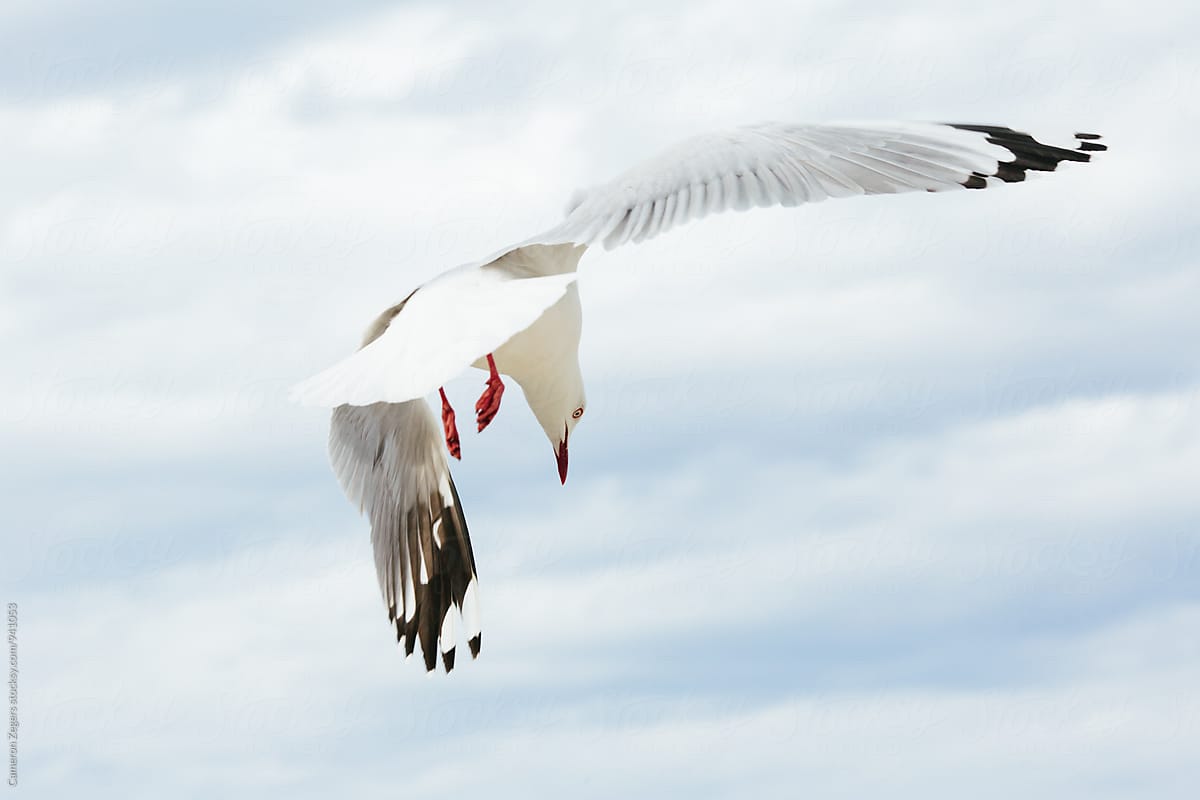 "Flying Sea Gull" by Stocksy Contributor "Cameron Zegers" - Stocksy