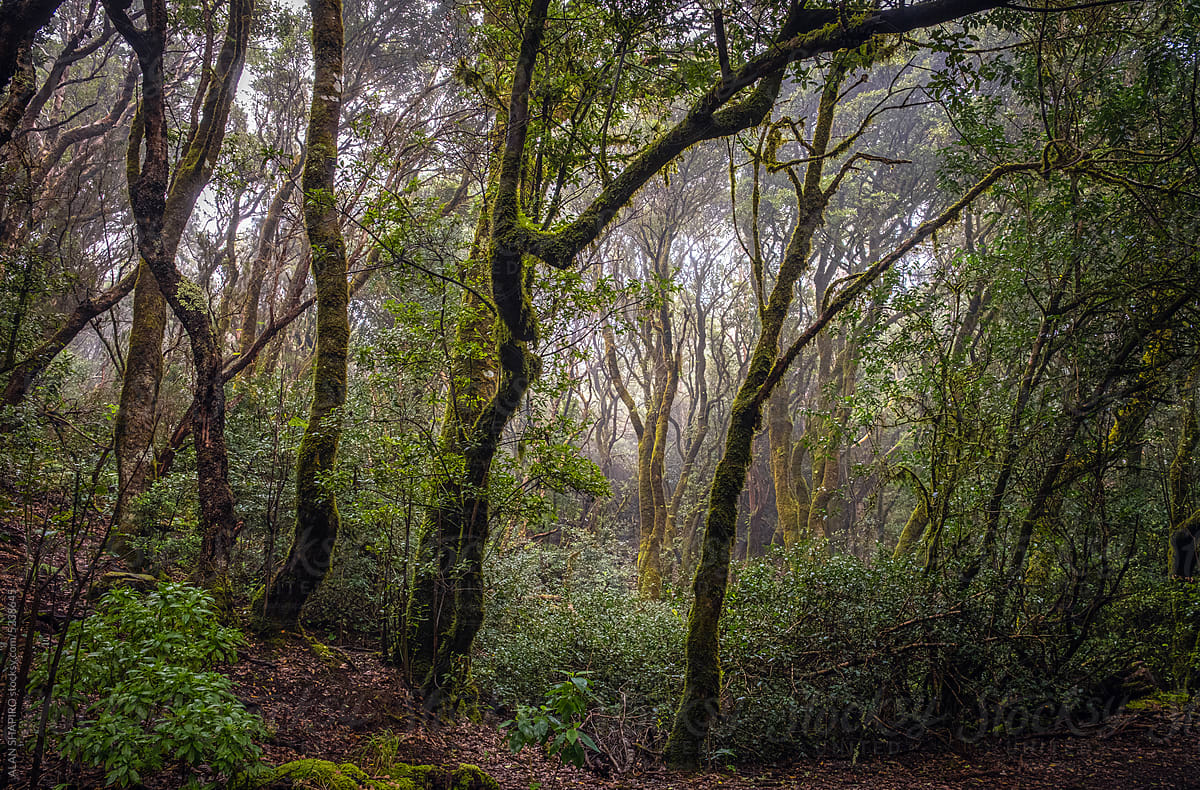 Moss covered forest in Anaga, Spain - Stock Image - Everypixel