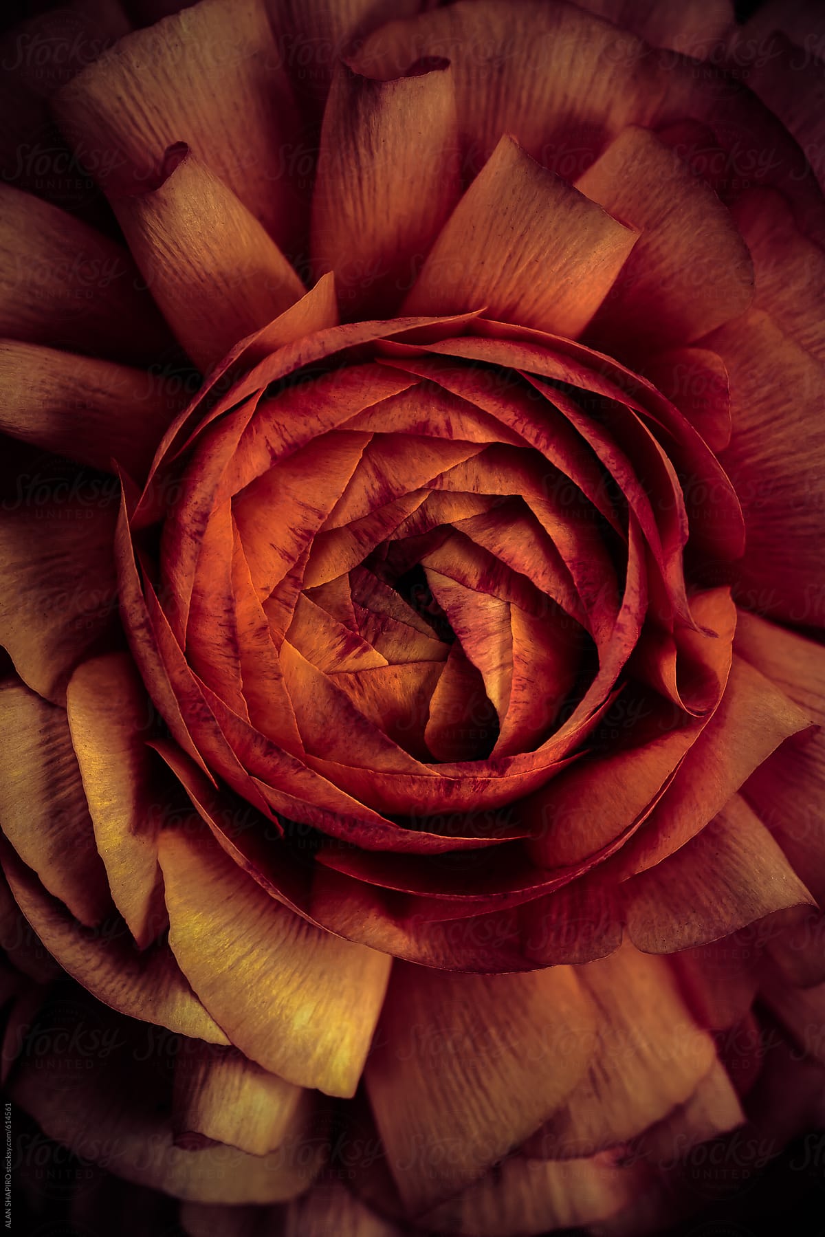 "Burnt Orange Ranunculus" by Stocksy Contributor "ALAN SHAPIRO" - Stocksy