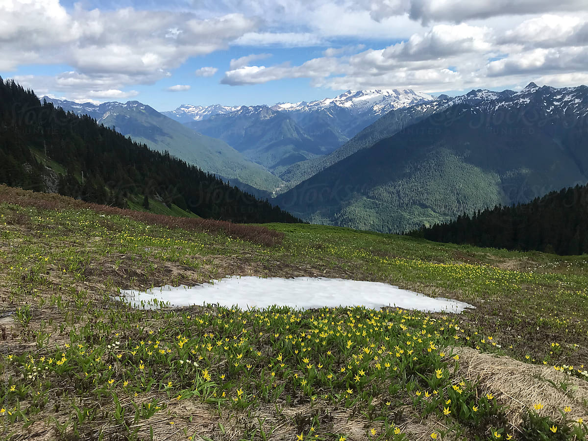 "Blooming Glacier Lilies And Summer Snow Melt In Alpine Meadow" by ...