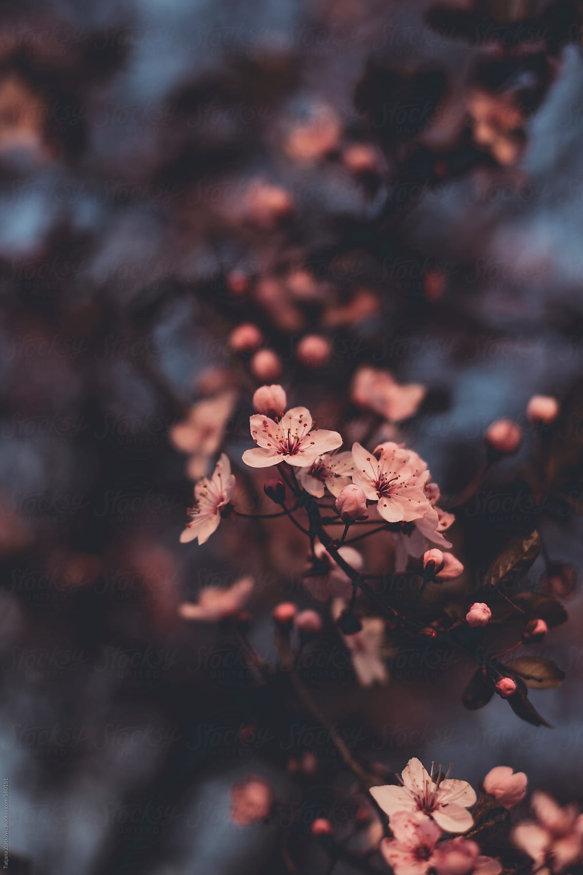 "Pink Spring Flower" by Stocksy Contributor "Tatjana Zlatkovic" - Stocksy