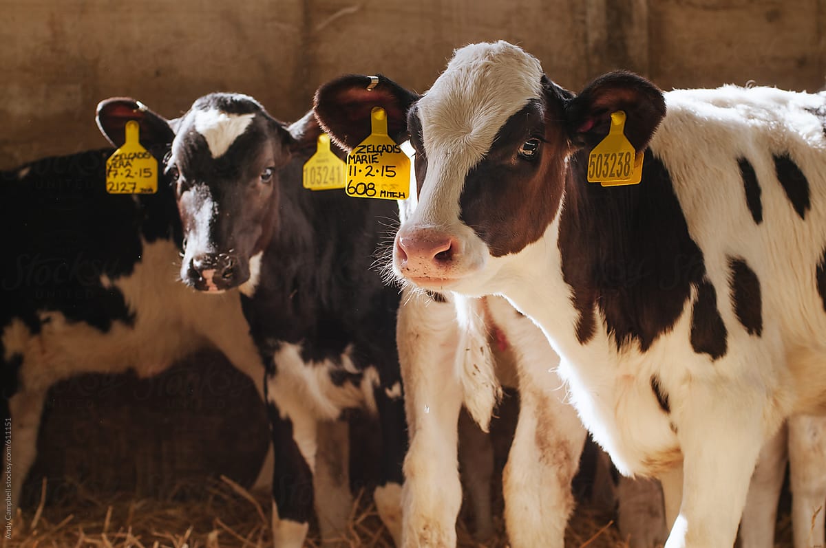 "Female Cows In A Dairy Farm" by Stocksy Contributor "Andy Campbell ...
