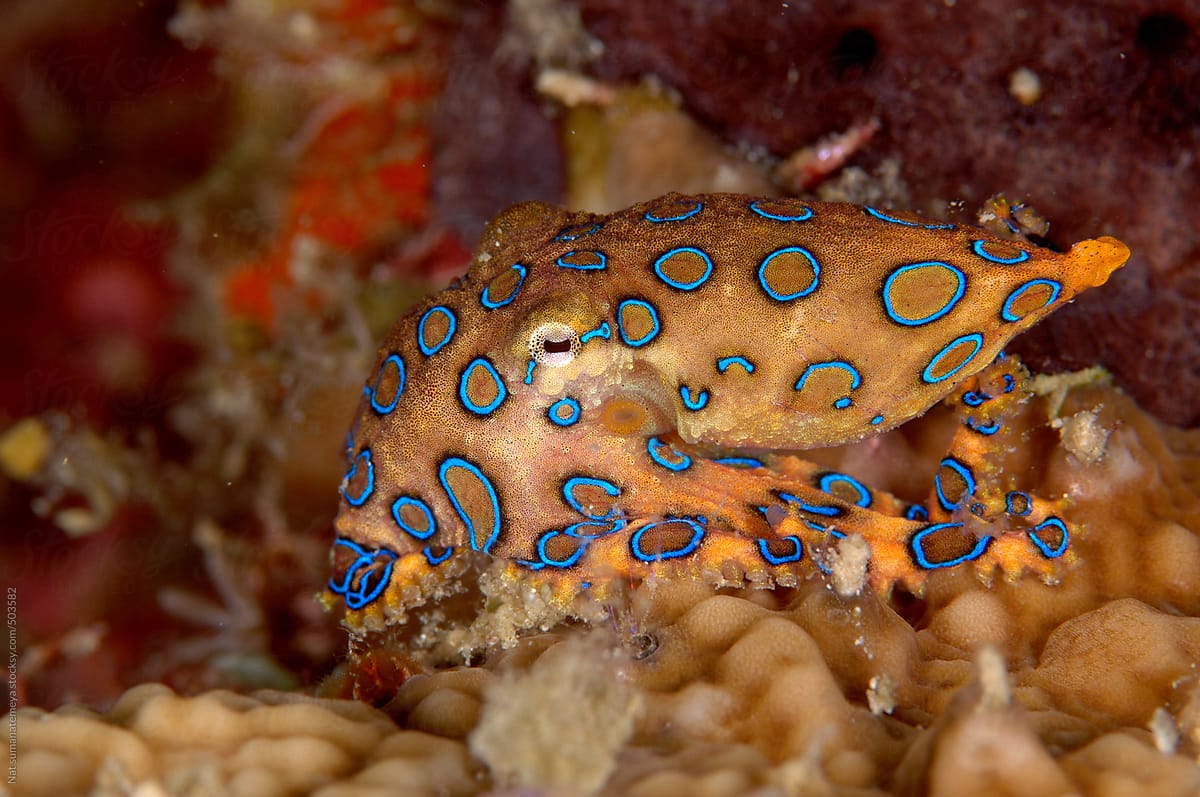 "Blue Ring Octopus" by Stocksy Contributor "Nat Sumanatemeya" - Stocksy