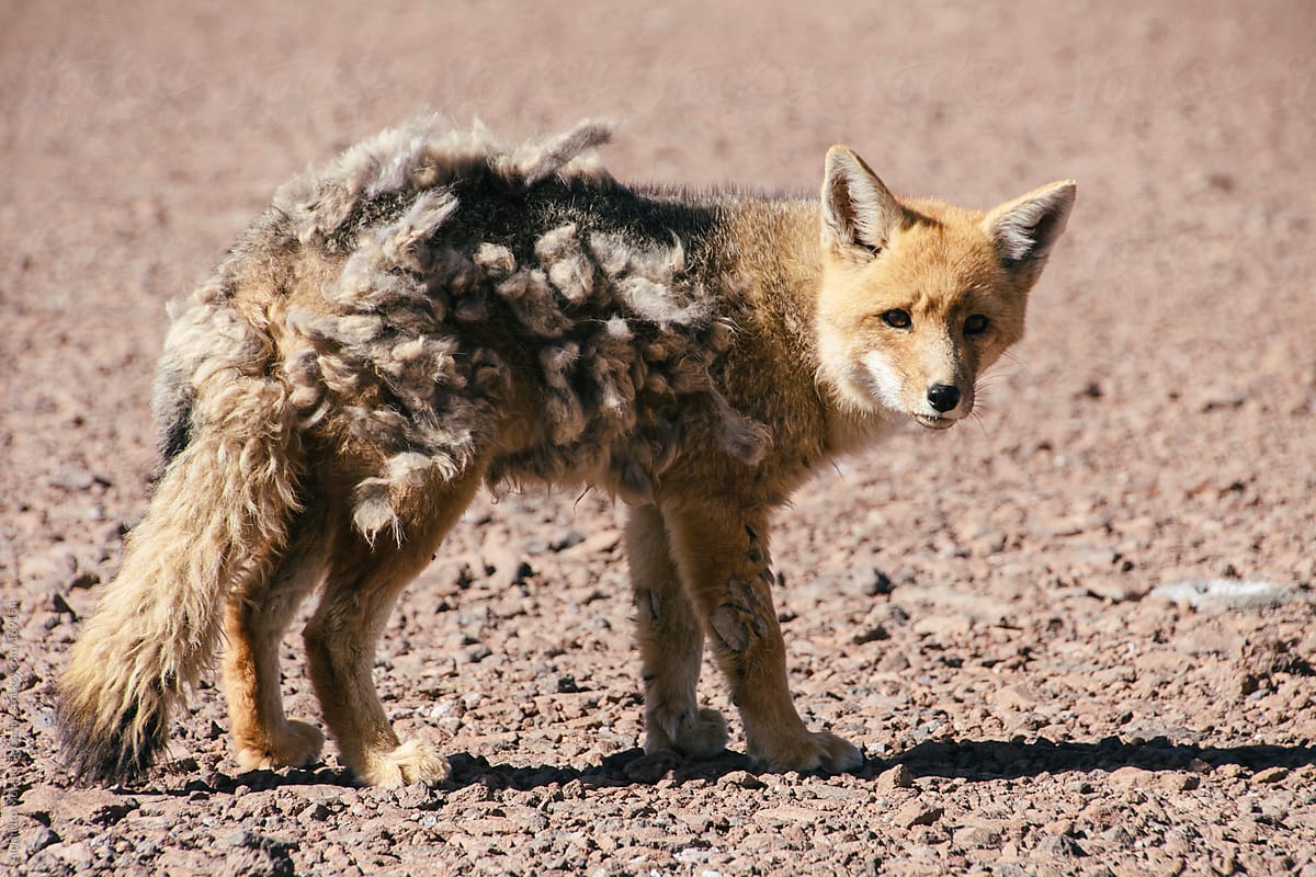 "Andean Fox In Andes, Bolivia" by Stocksy Contributor "Alejandro Moreno ...