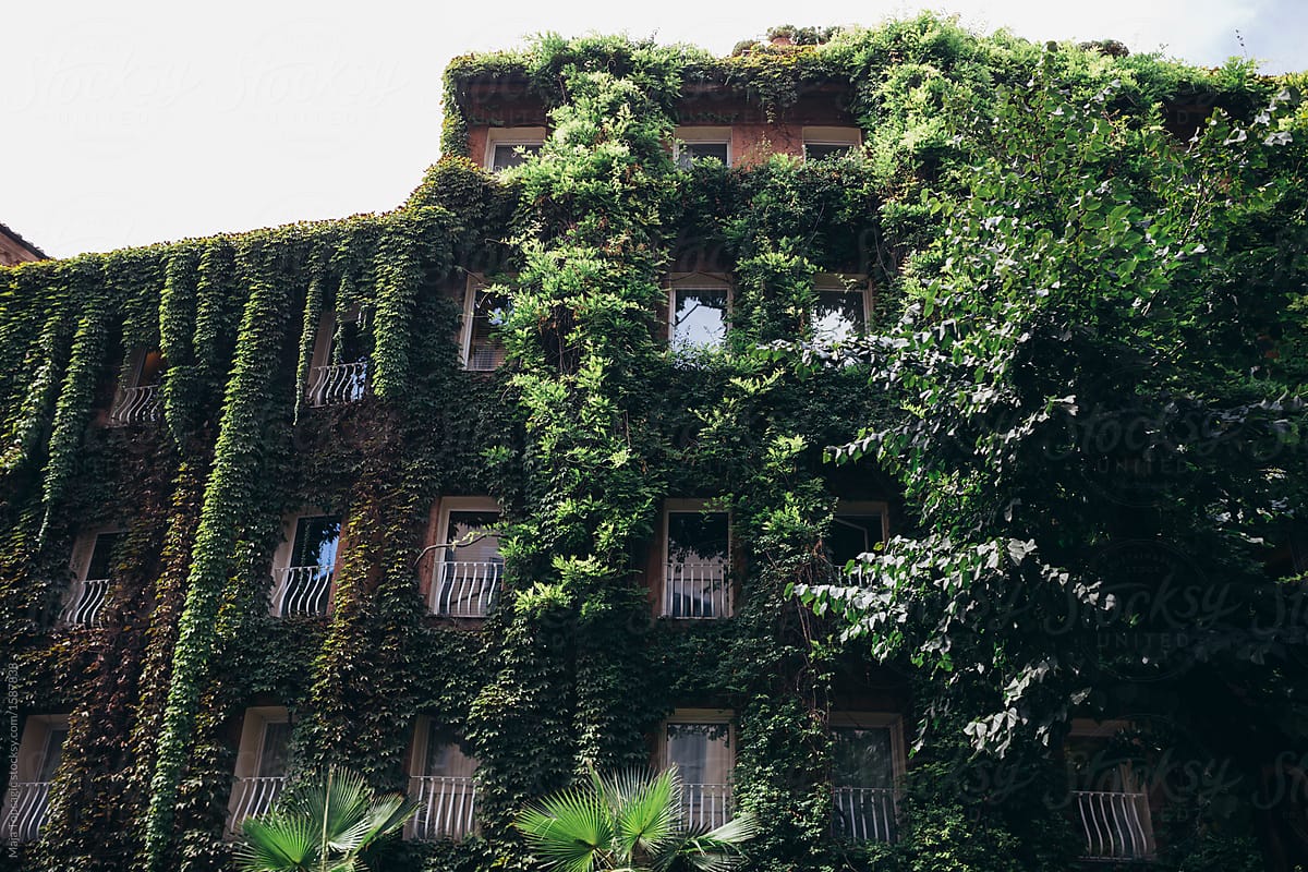"Beautiful Building Covered In Ivy" by Stocksy Contributor "Maja ...