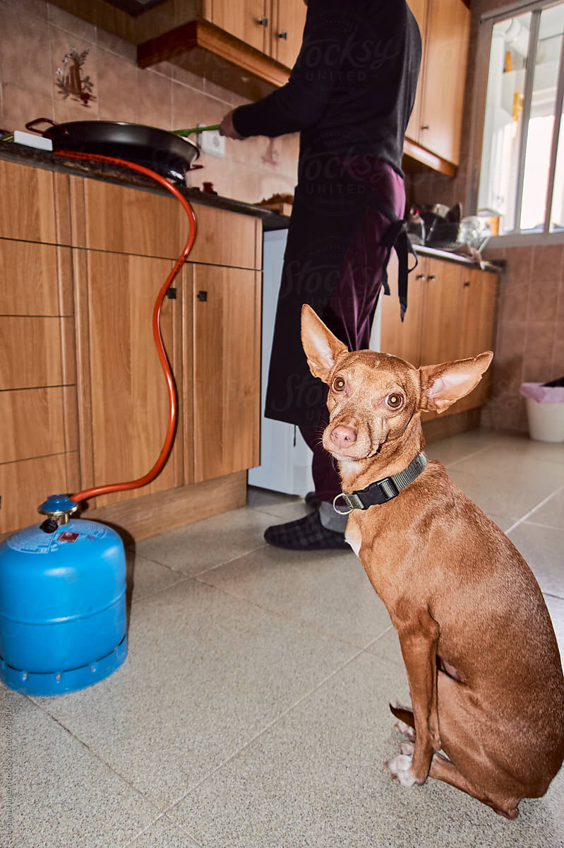 "Dog In The Kitchen" by Stocksy Contributor "Paloma Vicente" - Stocksy