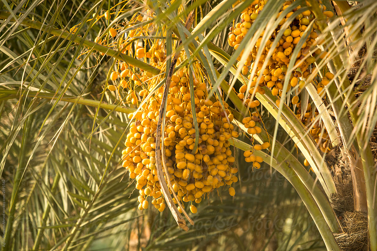 "Fresh Dates Hanging From A Palm Tree" by Stocksy Contributor "Agha ...