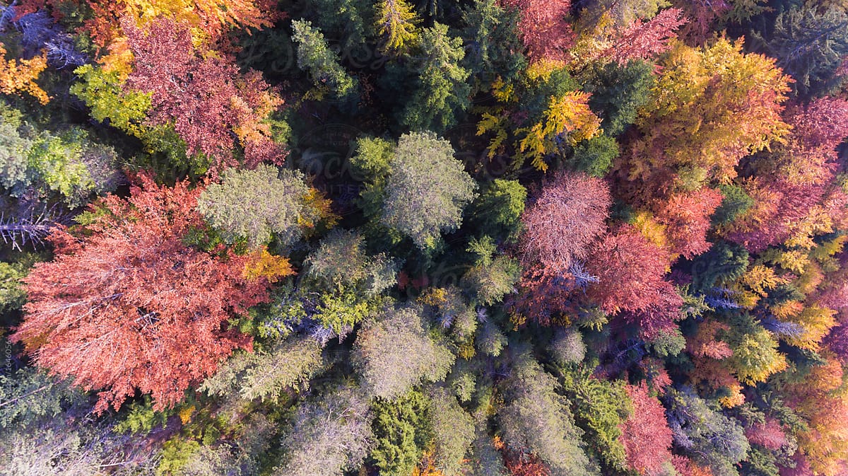 "Colourful Forest At Fall" by Stocksy Contributor "Maja Topcagic" - Stocksy