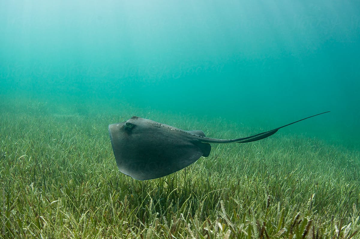 "Southern Stingray Over Seagrass Bed" by Stocksy Contributor "Shane ...