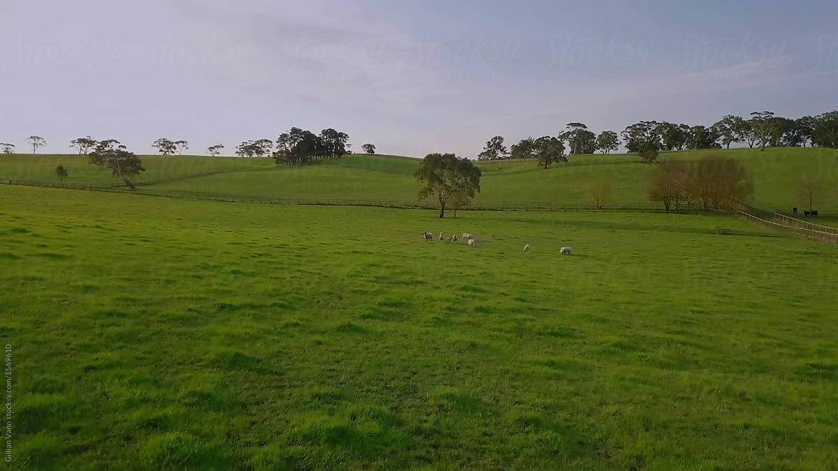 "Sheep In Paddock" by Stocksy Contributor "Gillian Vann" - Stocksy