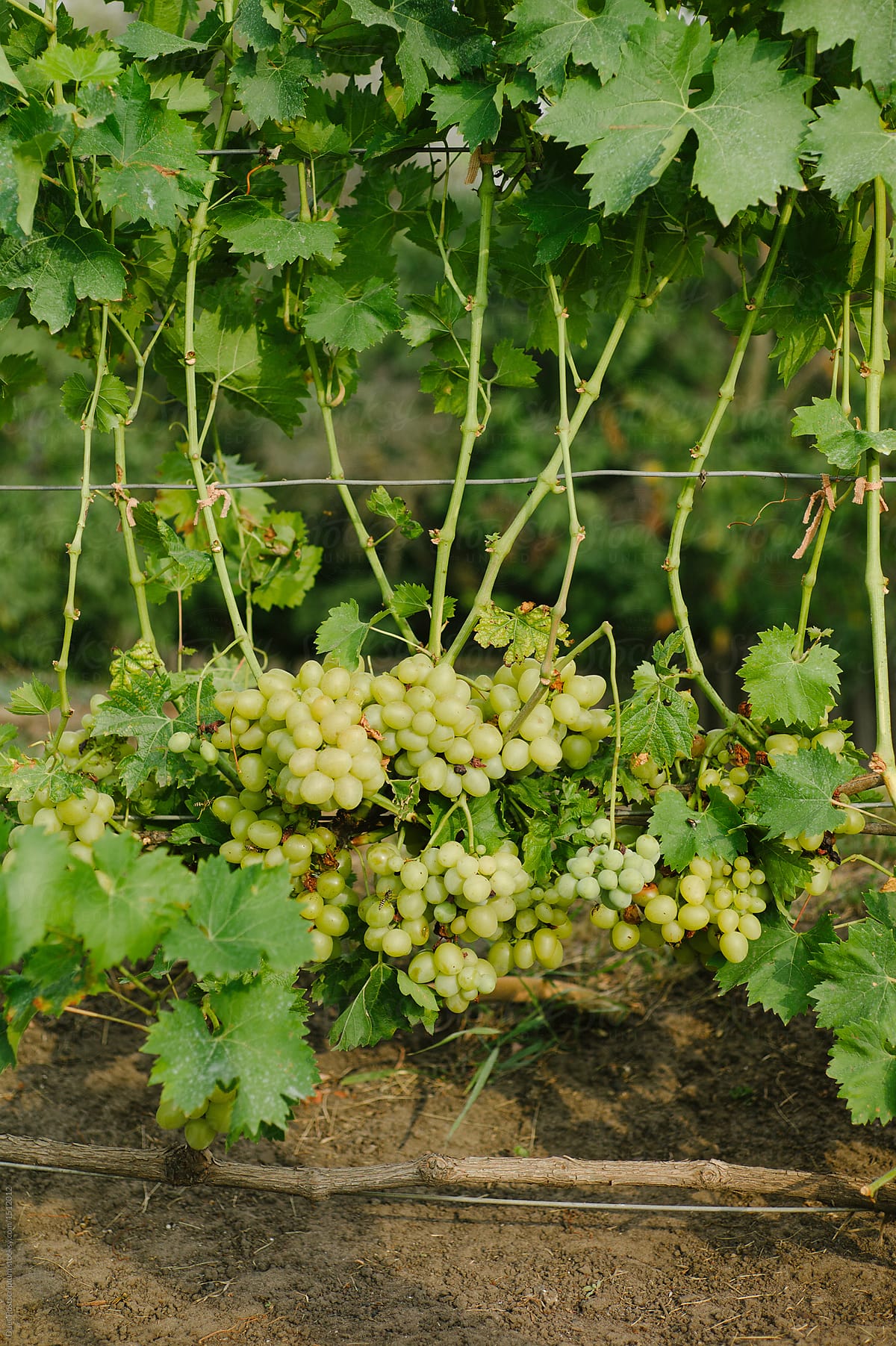 "Grapes Growing In Garden" by Stocksy Contributor "Duet Postscriptum ...
