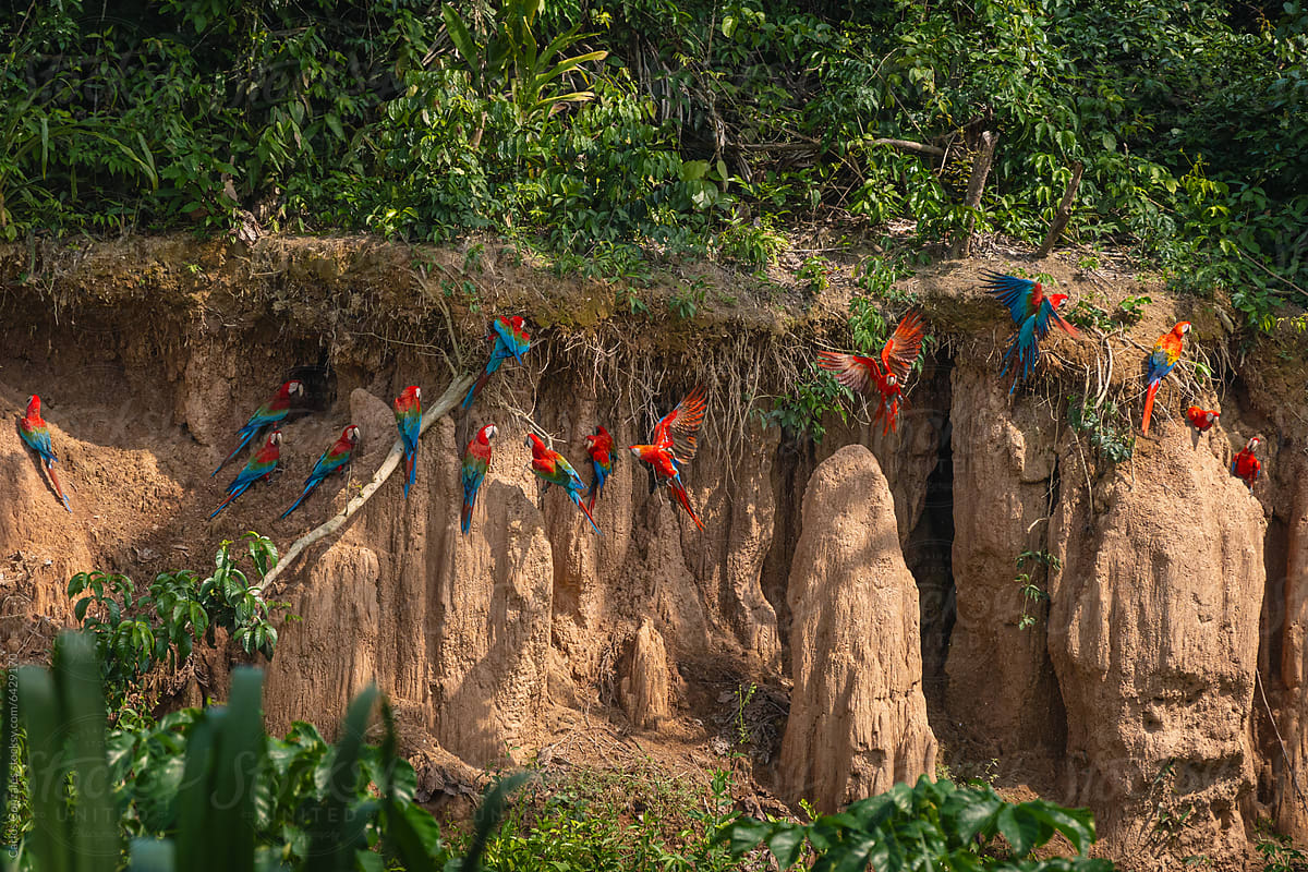 "Macaws In The Amazon Rainforest" by Stocksy Contributor "Carlos ...