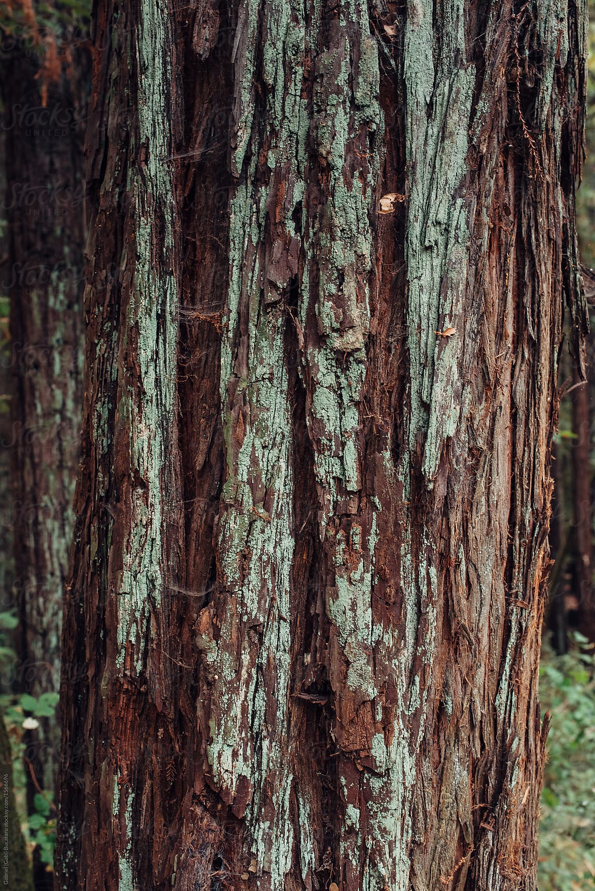 How Thick Is The Bark On A Redwood Tree