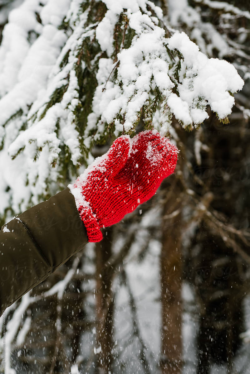 "Person Hand In Mitten Near Fir Twig" by Stocksy Contributor "Alina ...