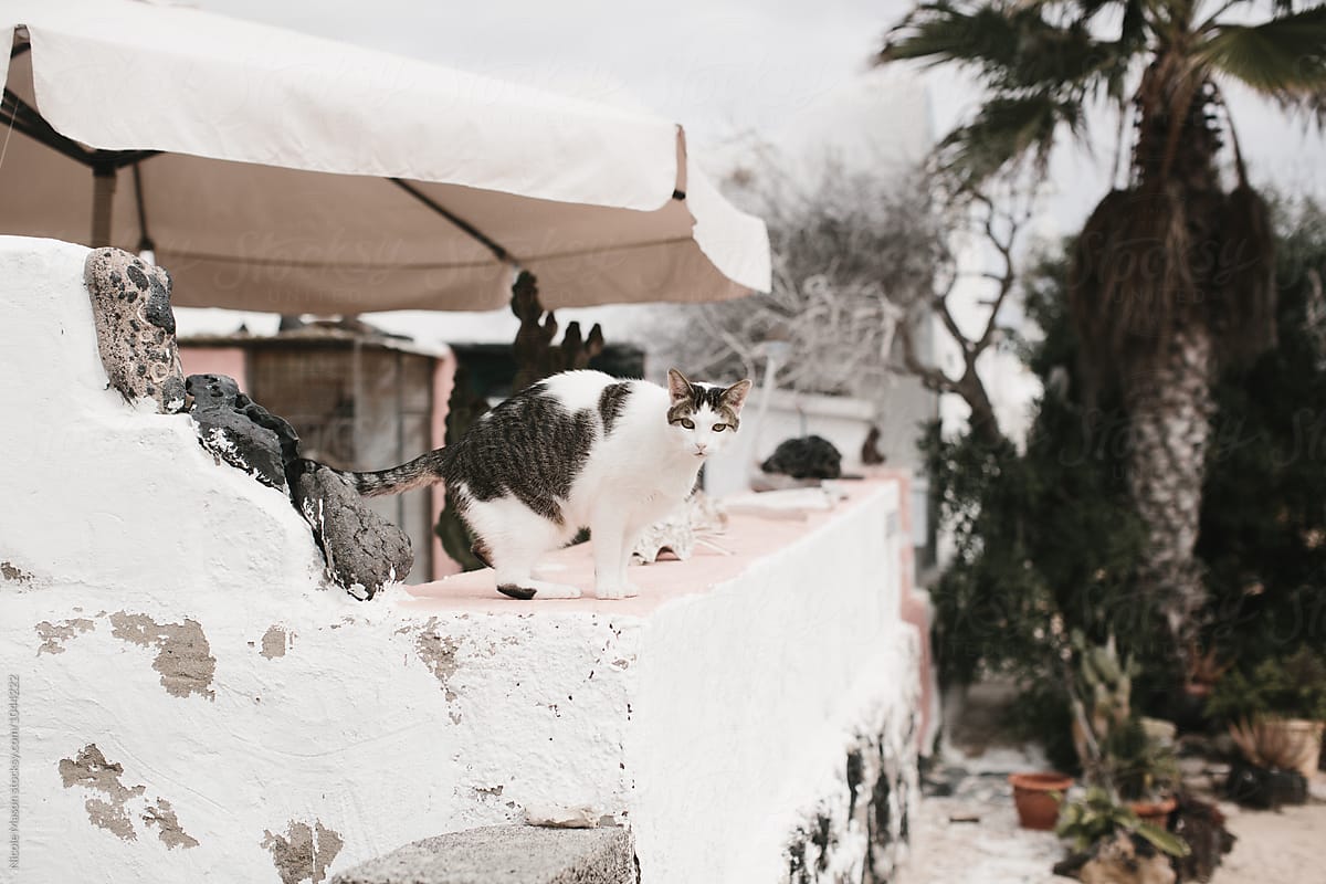 "Cat Walking On Ledge Outside Of Island House" by Stocksy Contributor ...