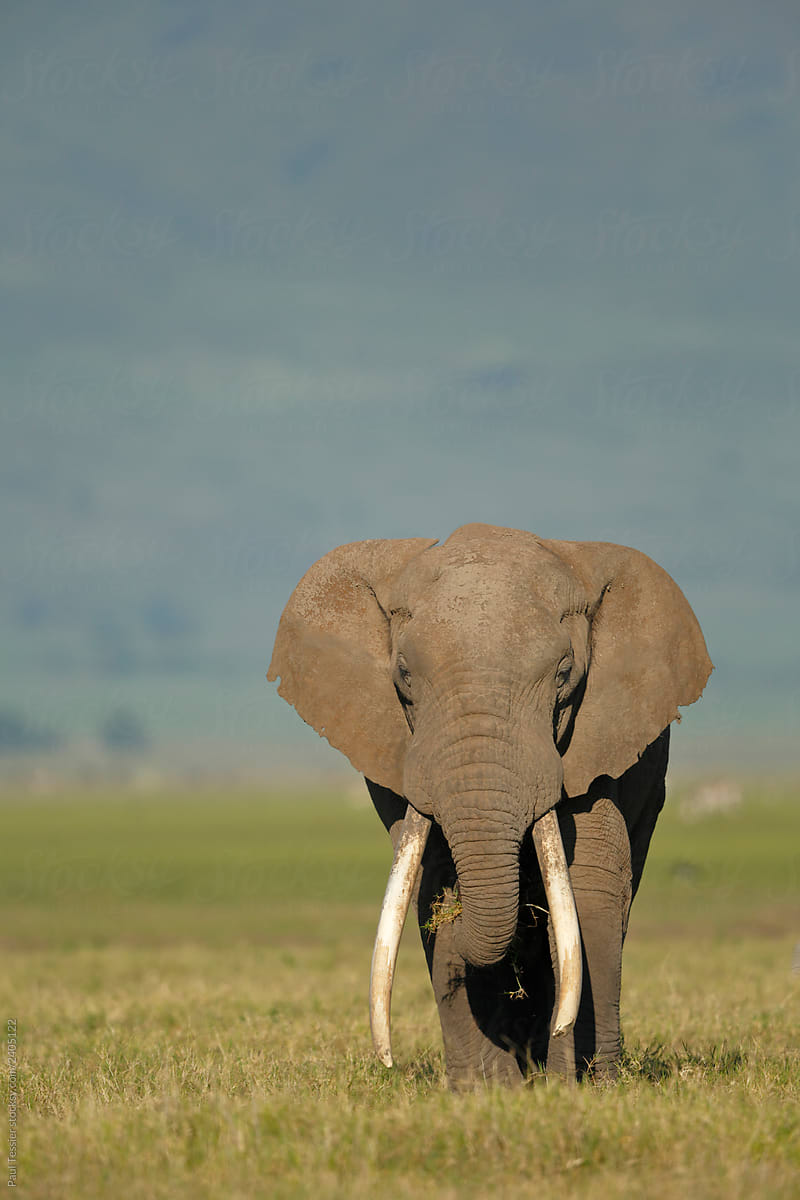 "Bull Elephant" by Stocksy Contributor "Paul Tessier" - Stocksy