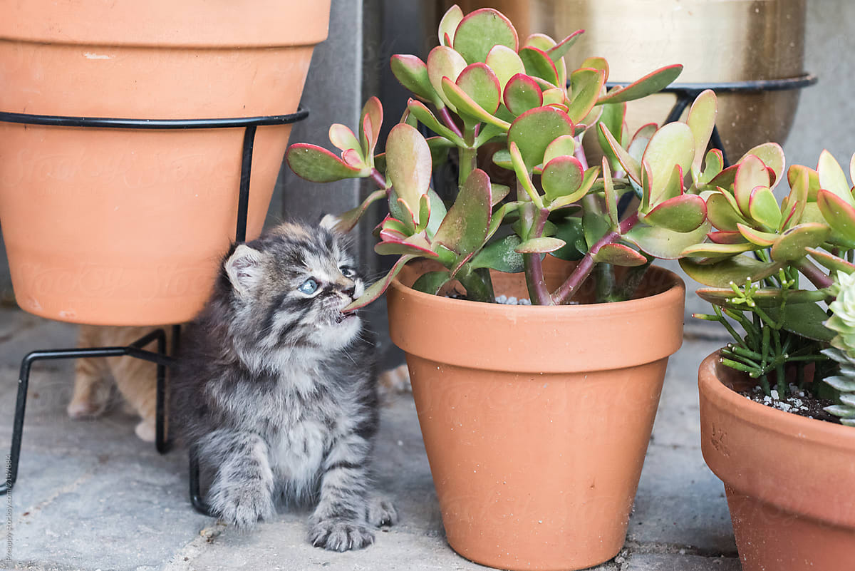 "Kitten Biting On Plant Leaf." by Stocksy Contributor "Preappy" - Stocksy