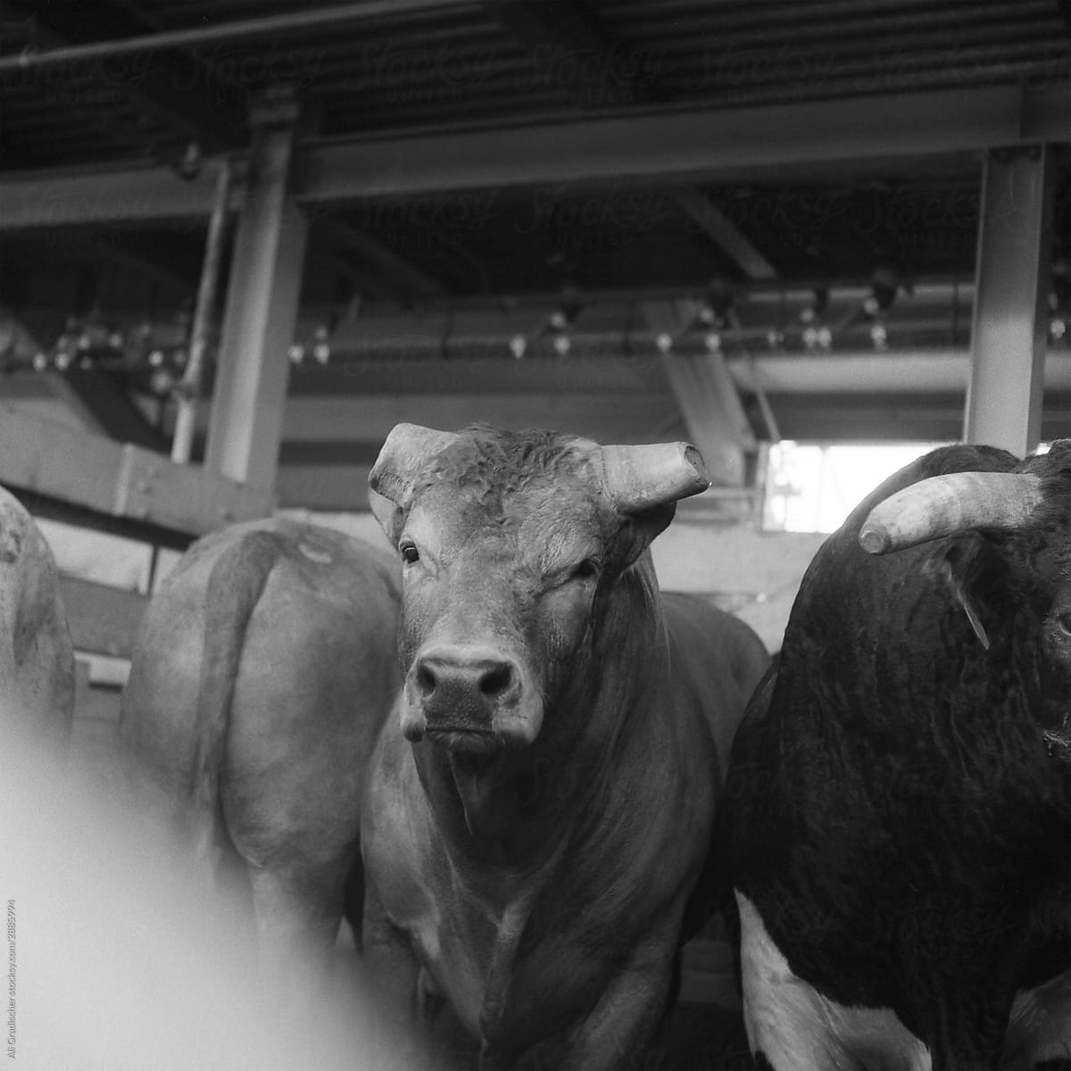 "A Bull Missing Its Horns Waiting In A Bullpen" by Stocksy Contributor ...