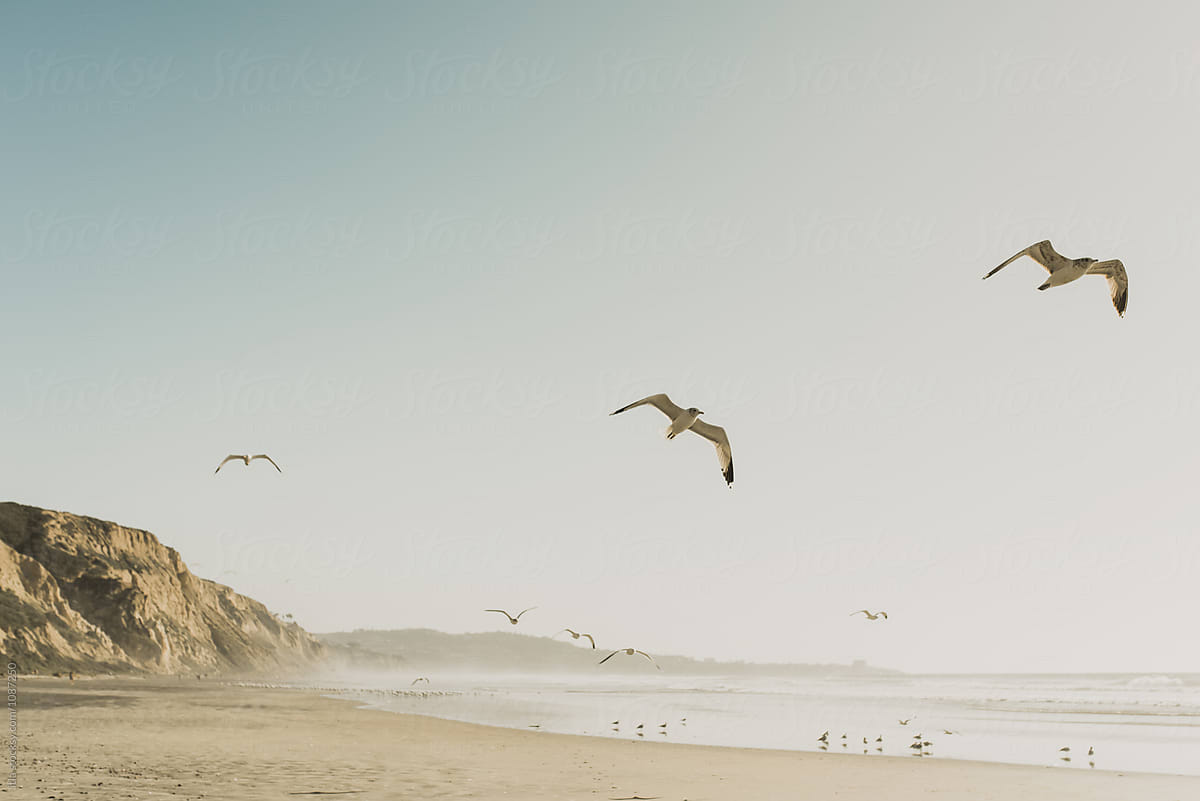 "Seagull Beach Landscape" by Stocksy Contributor "Itla" - Stocksy