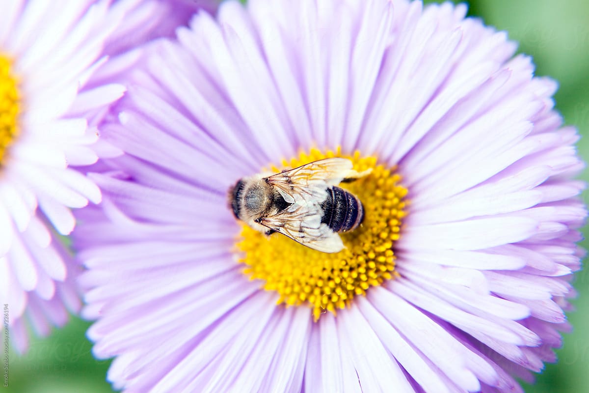 "Close Up Of Bee" by Stocksy Contributor "Emoke Szabo" - Stocksy