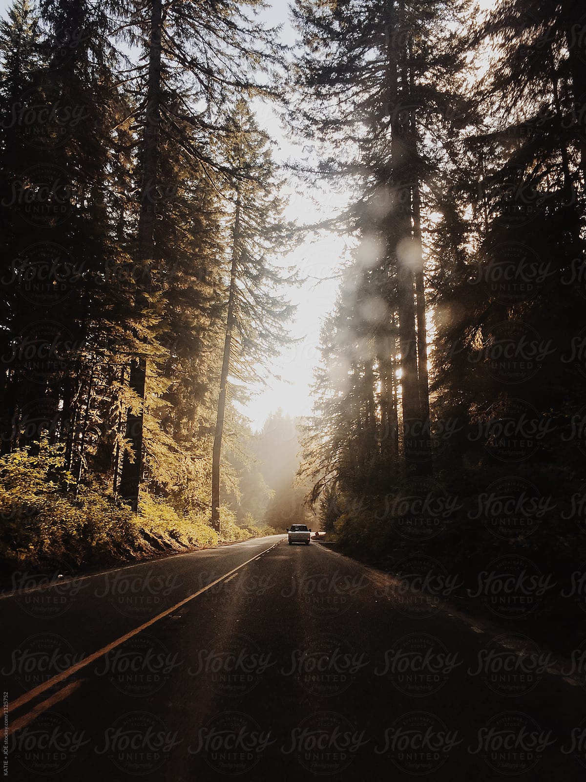 "Driving On A Road Through A Forest During Sunset" by Stocksy ...