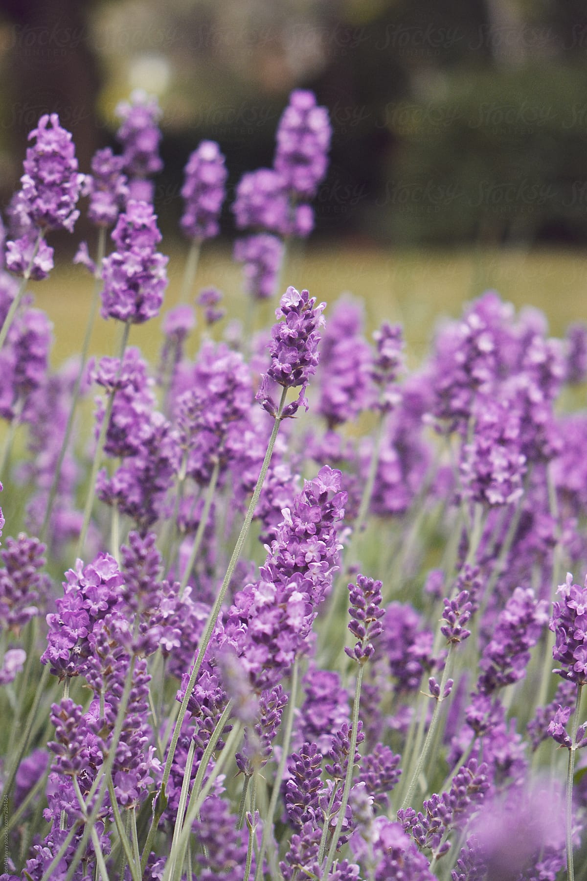 "Summer Lavender" by Stocksy Contributor "Jon Attaway" - Stocksy