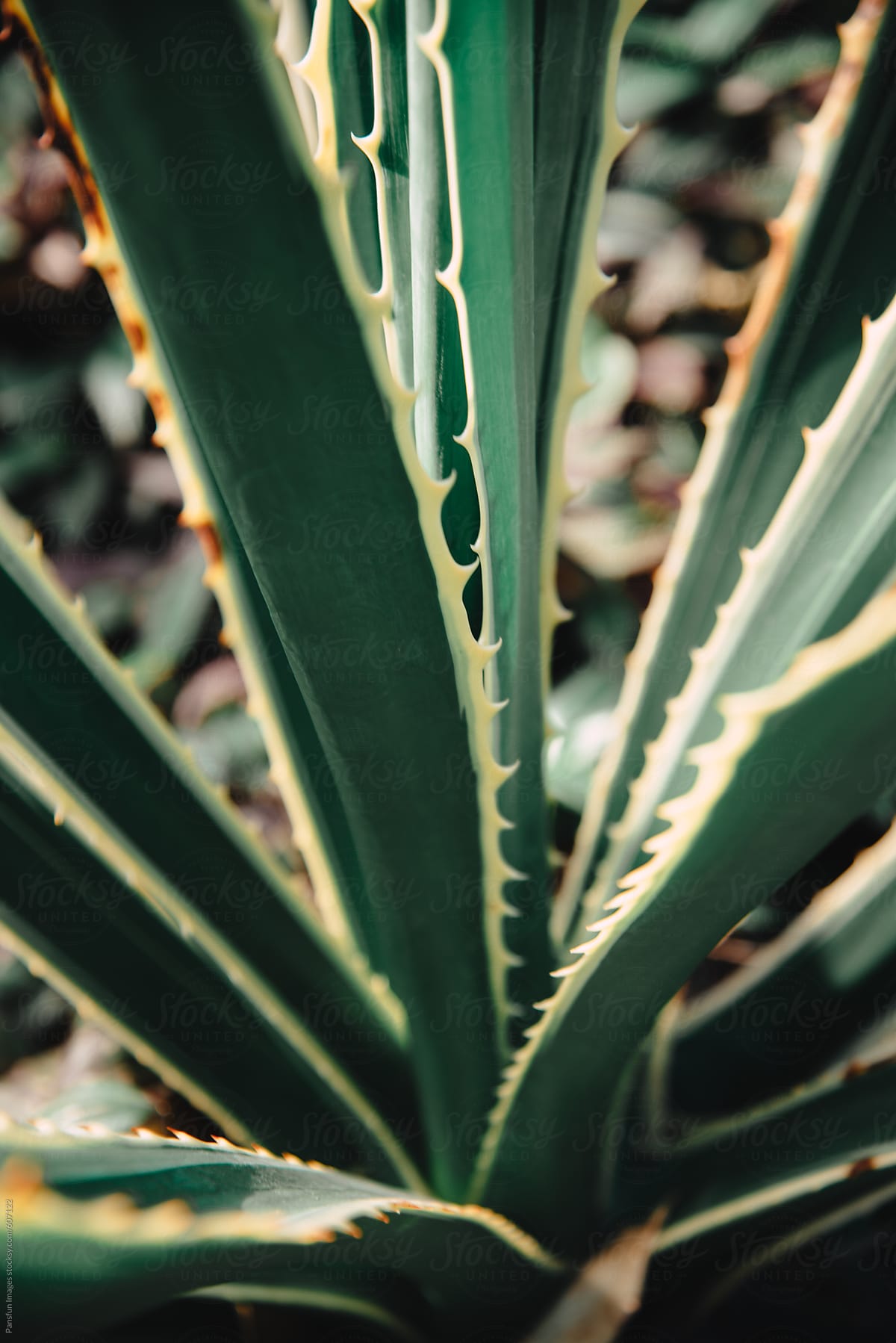 "Aloe Leaves" by Stocksy Contributor "Pansfun Images" - Stocksy
