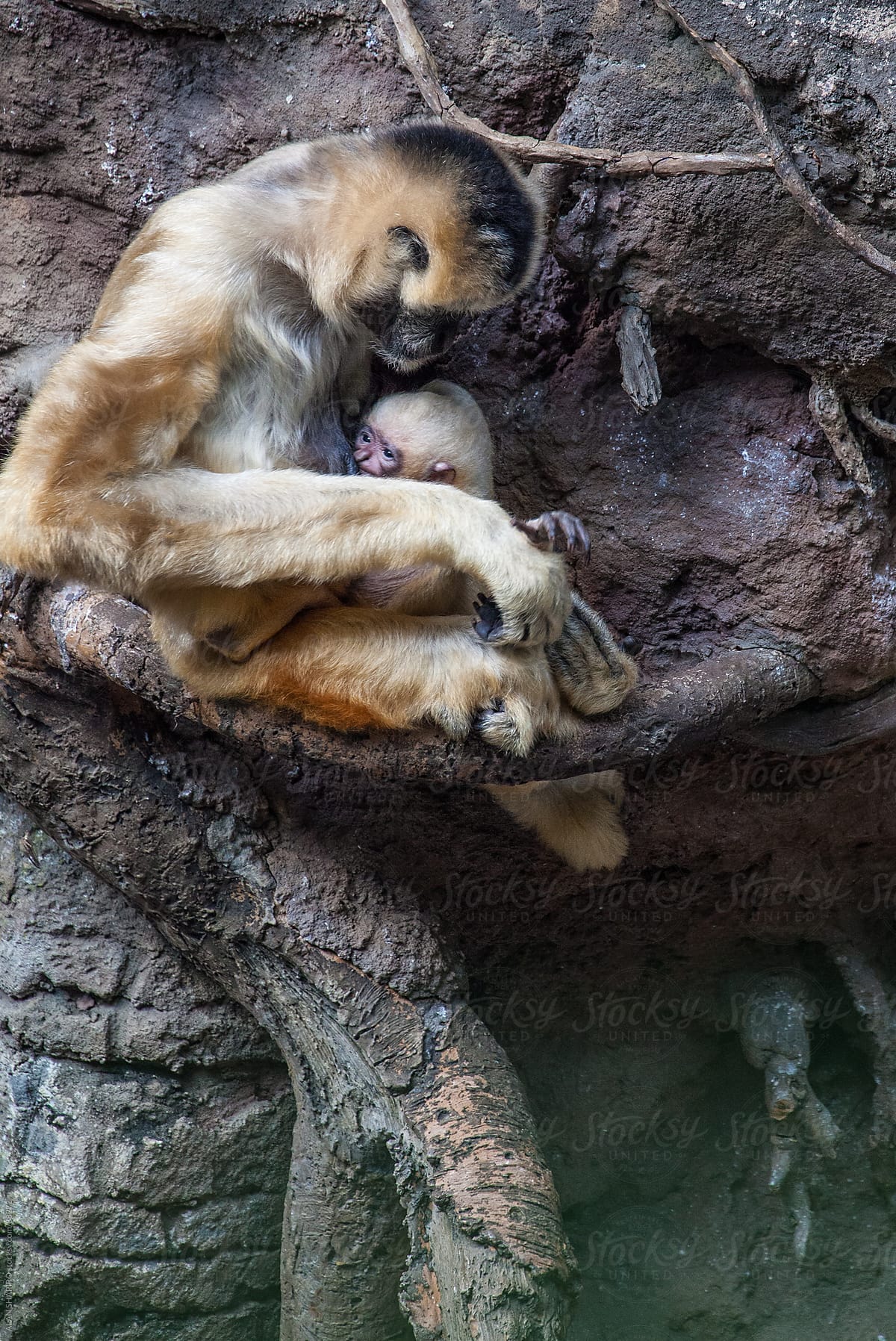 "Gibbon Mother And Newborn" by Stocksy Contributor "ALAN SHAPIRO" - Stocksy