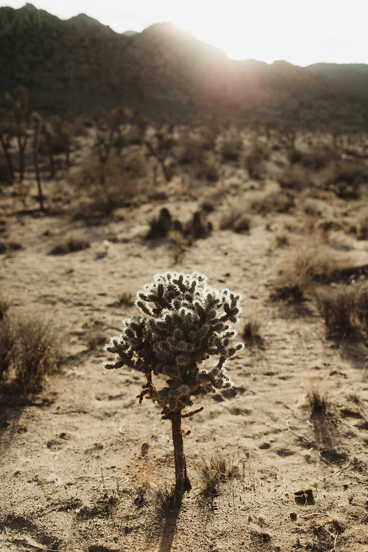 "Cactus In Joshua Tree National Park" by Stocksy Contributor "Alicia ...