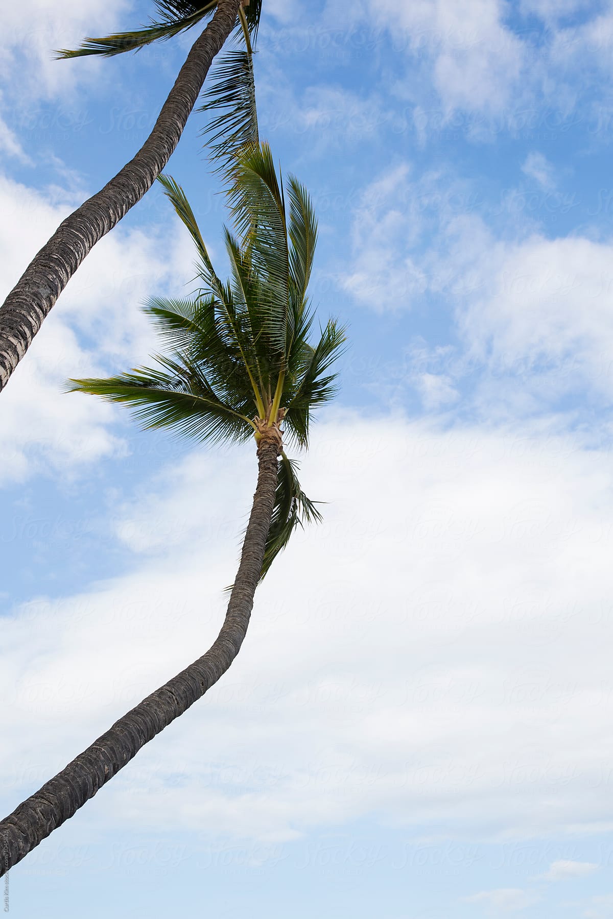 "Two Palm Trees With Sky Background" by Stocksy Contributor "Curtis Kim ...