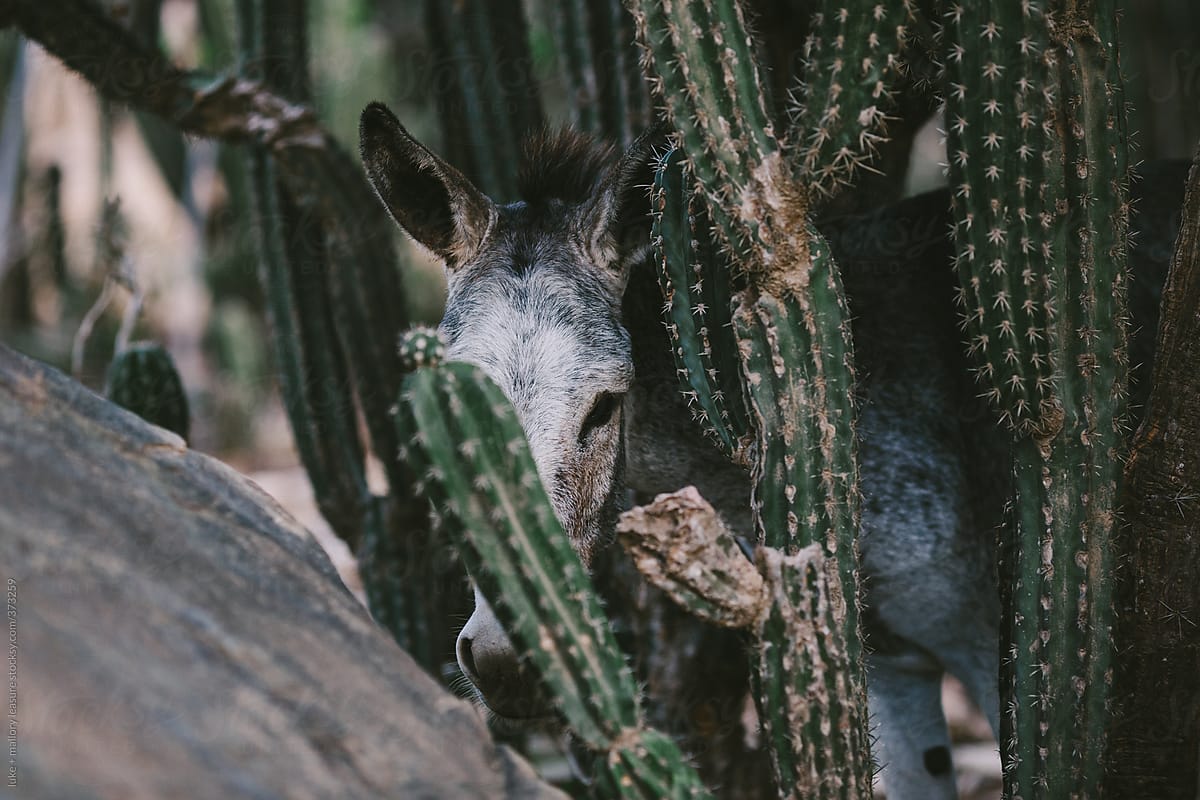 "Donkey Behind Cactus" by Stocksy Contributor "luke + mallory leasure ...