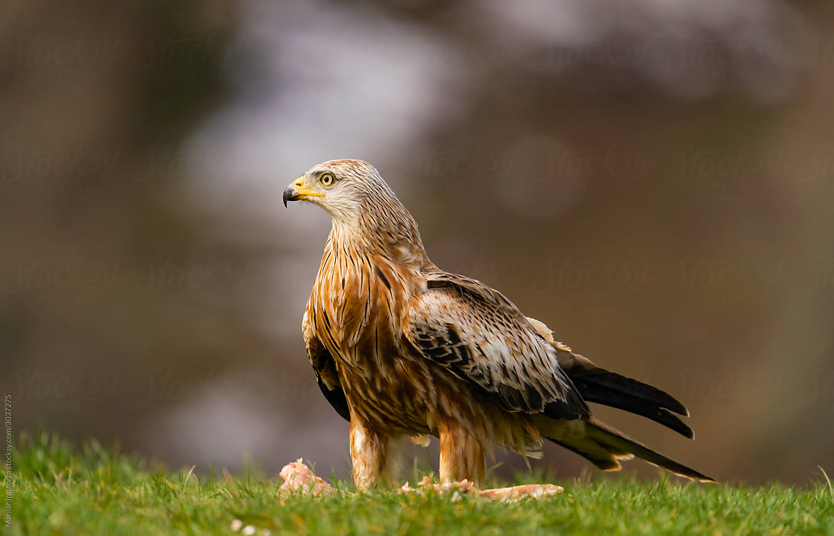 "Red Kite In Natural Habitat" by Stocksy Contributor "Marilar Irastorza ...