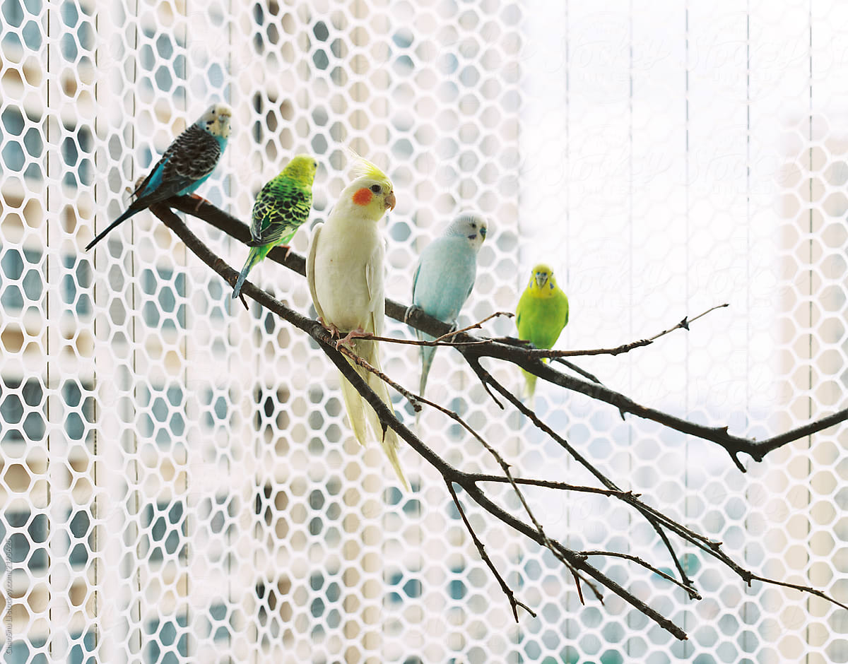 "Five Lovely Parrots Standing On A Tree Branch On A Balcony. Shooting ...