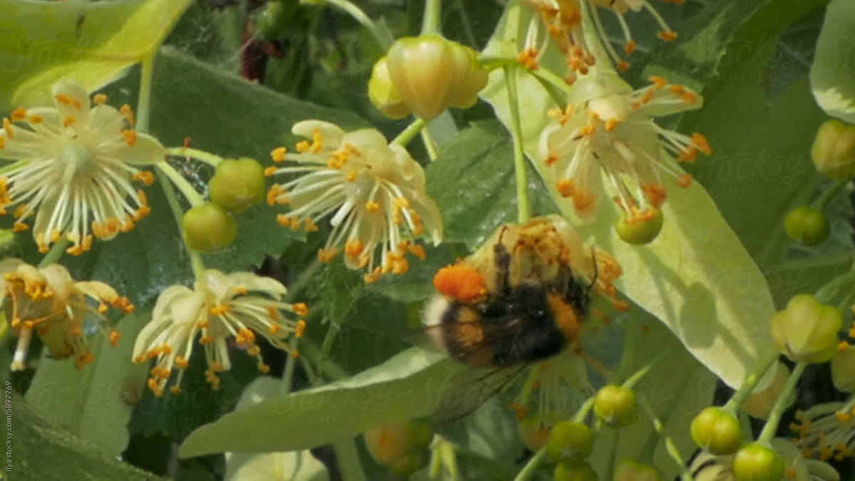 "Summer Nature Tilia Flower Bloom Bee" by Stocksy Contributor ...