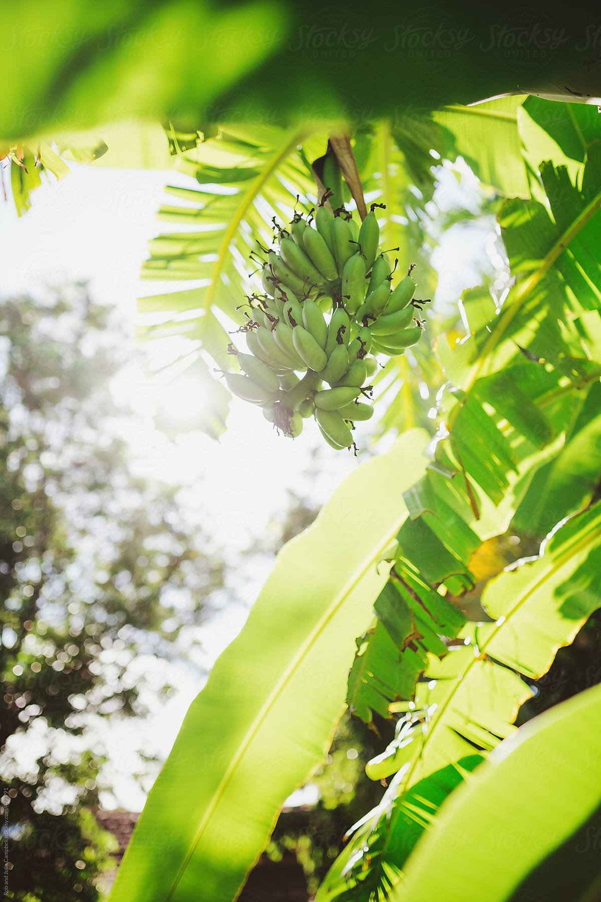"Tropical Bananas With Sunlight Flare" by Stocksy Contributor "Rob And ...