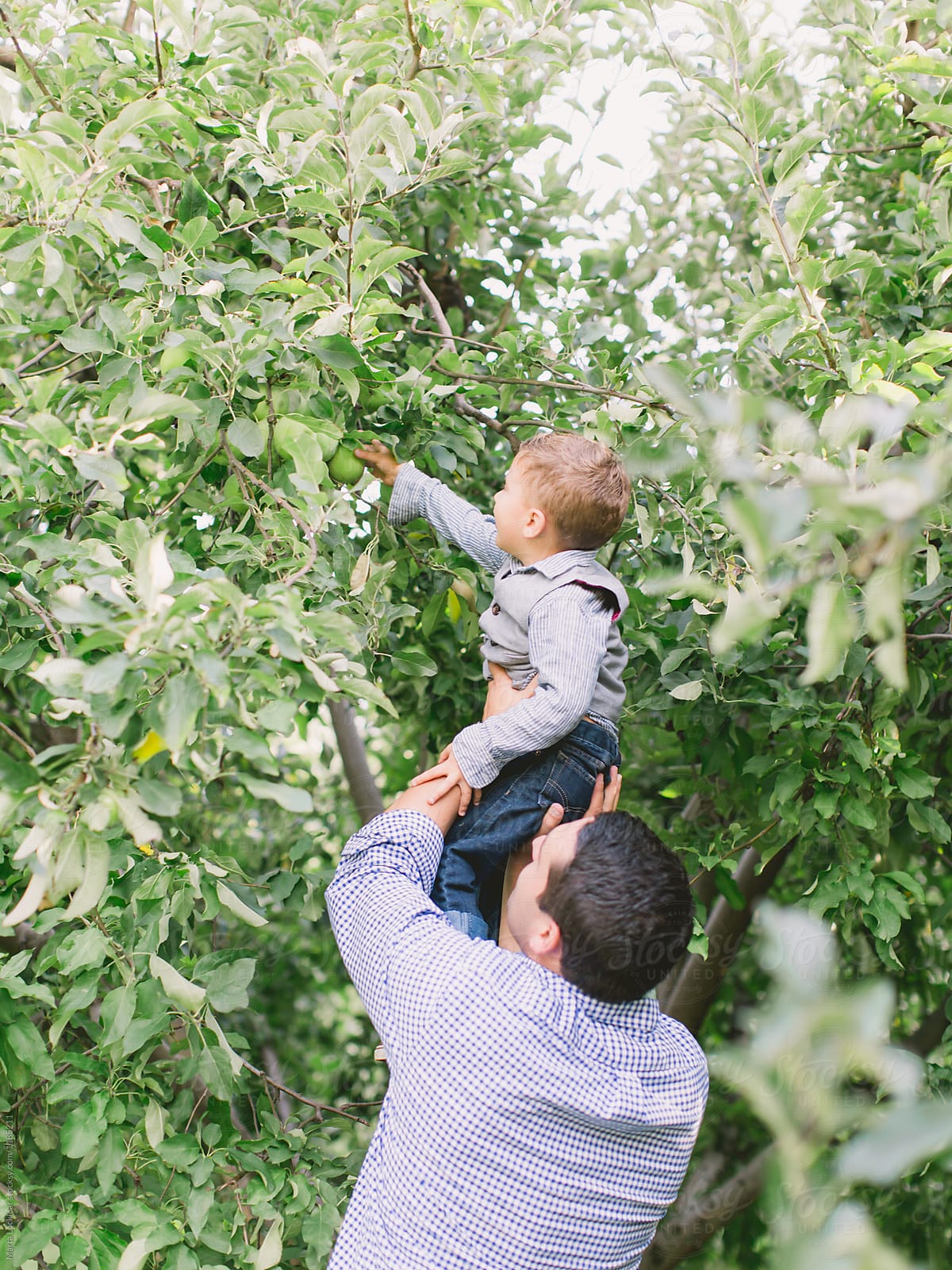 "Dad Helping Reach Apples" by Stocksy Contributor "Marta Locklear ...