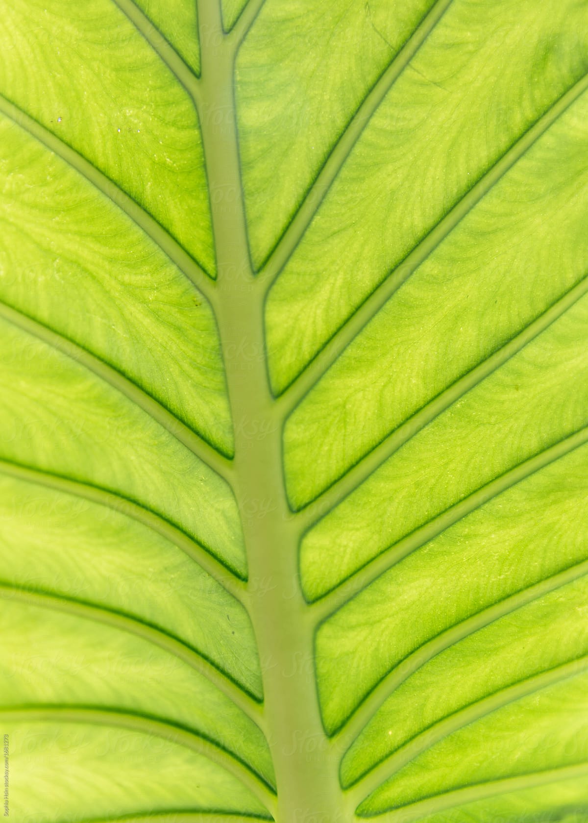 "Low Close-up Shot Of Taro Leaf" by Stocksy Contributor "Sophia Hsin ...