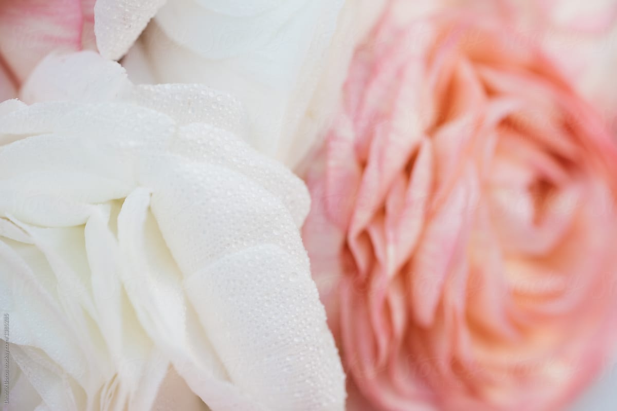 "Pink And White Flowers" by Stocksy Contributor "Beatrix Boros" - Stocksy