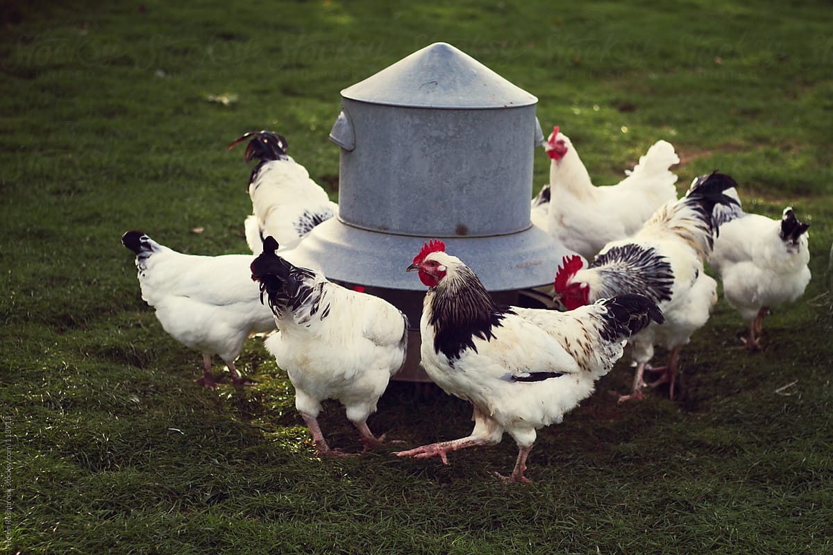 "Chickens, Feeding." by Stocksy Contributor "Helen Rushbrook" - Stocksy