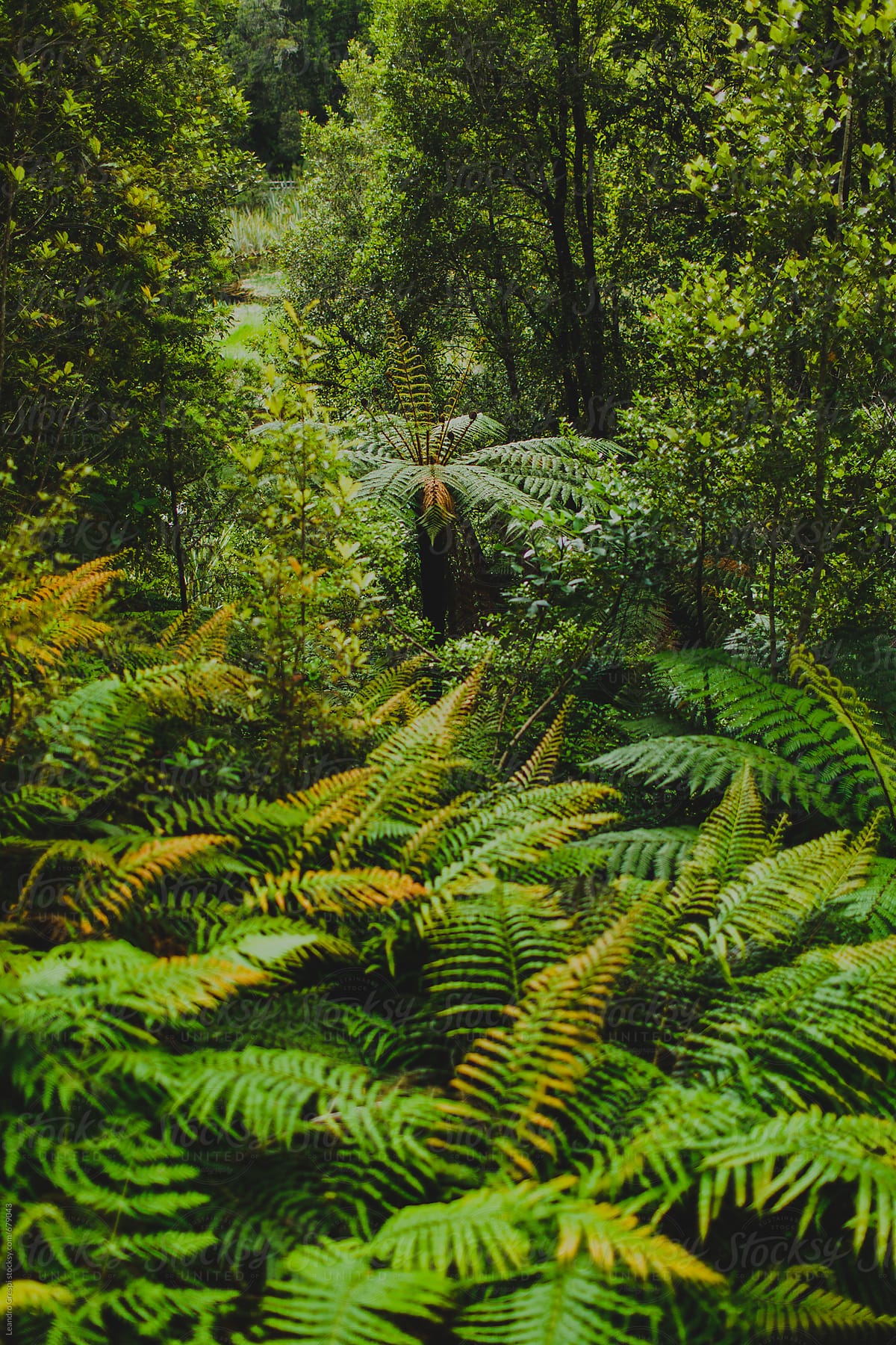 "Lush Ferns Growing In A Temperate Natural Forest" by Stocksy ...