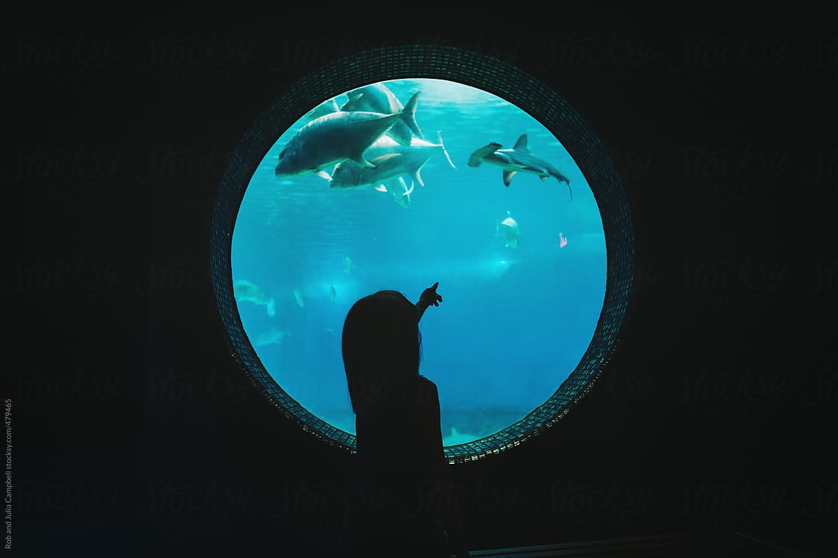 "Young Girl Pointing At Fish And Shark In Aquarium Tank" by Stocksy ...