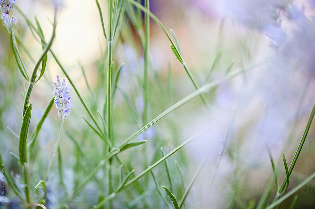 "Lavander Daydream" by Stocksy Contributor "Laura Stolfi" - Stocksy