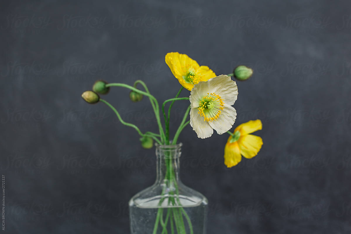 "Poppy Still Life" by Stocksy Contributor "ALICIA BROWN" - Stocksy