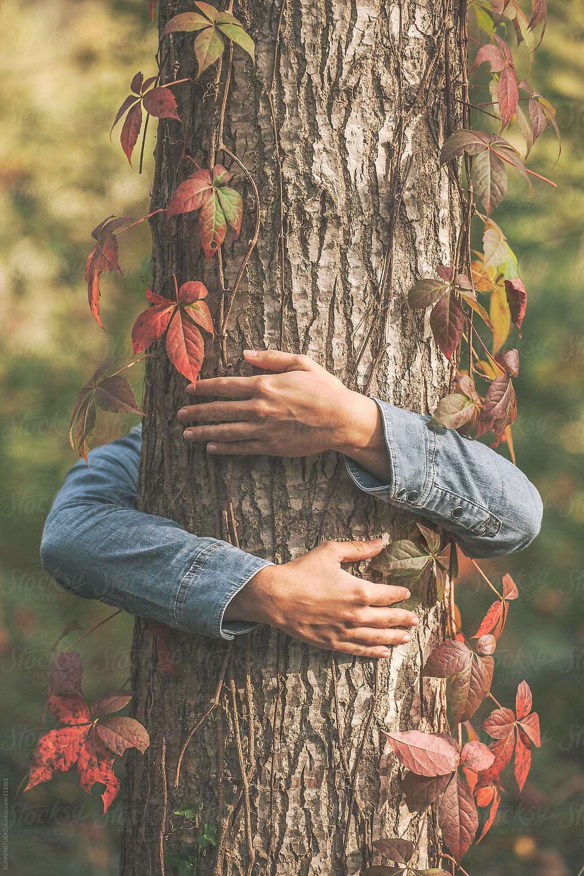 "Hands Of Woman Embracing A Tree. Colorful Autumnal Leaves." by Stocksy ...