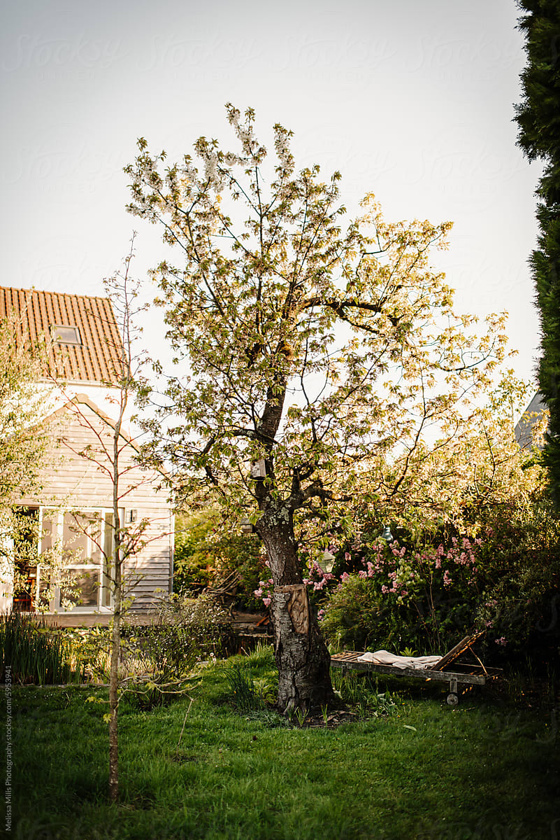 "Large Tree In The Garden" by Stocksy Contributor "Melissa Milis ...